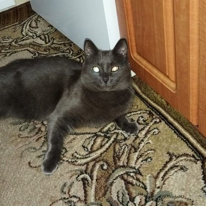 Котик