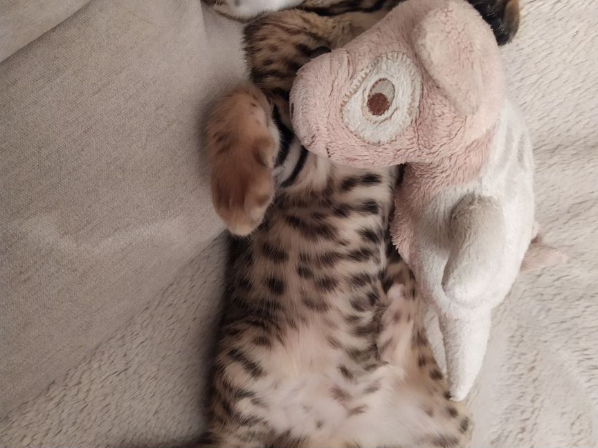 Бенгальские котята