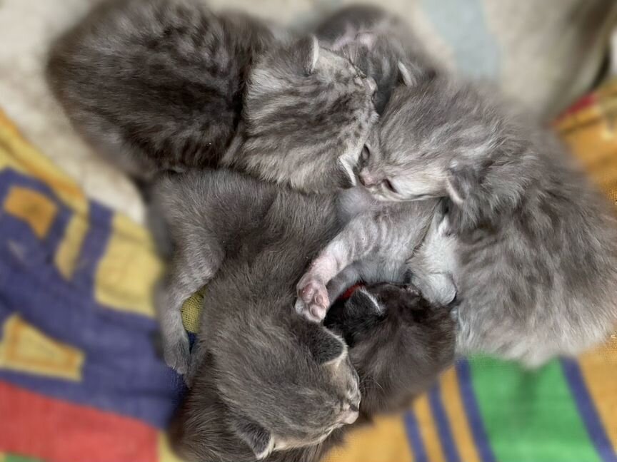 Британские котята