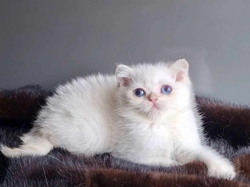 Мальчик золотой колорный