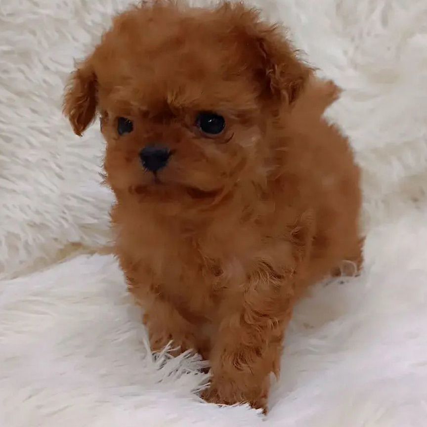 Мальтипу, щенок