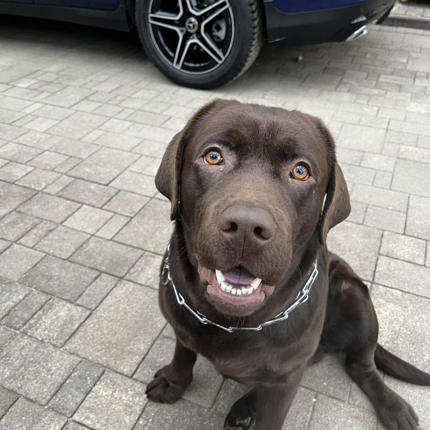 Лабрадор в добрые руки бесплатно