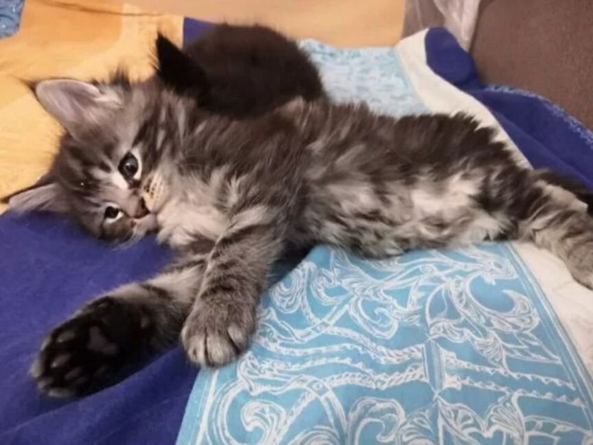 Три парня и тр девченки переезжают