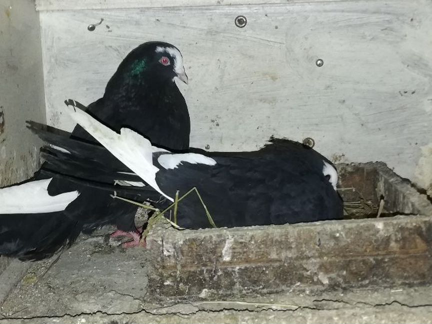 Голуби Курские