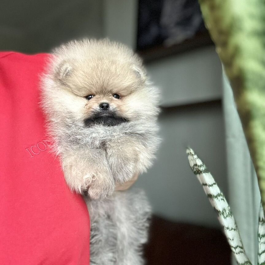 Померанский шпиц мини мишка