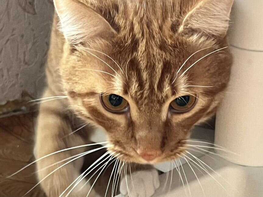 Кот Бобтейлр помесь с сибирским