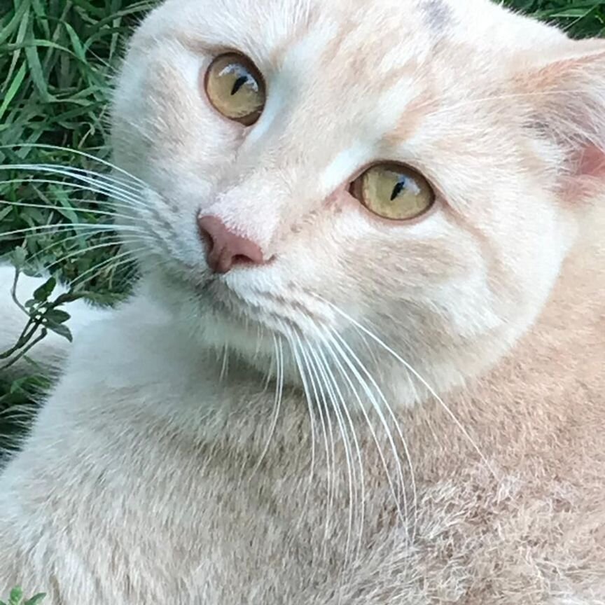 Персик красавчик и умница