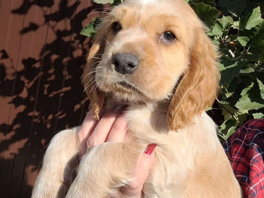 Русский охотничий спаниель щенки