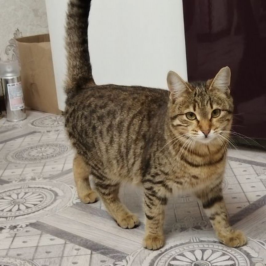 Взрослая, кошка в добрые руки