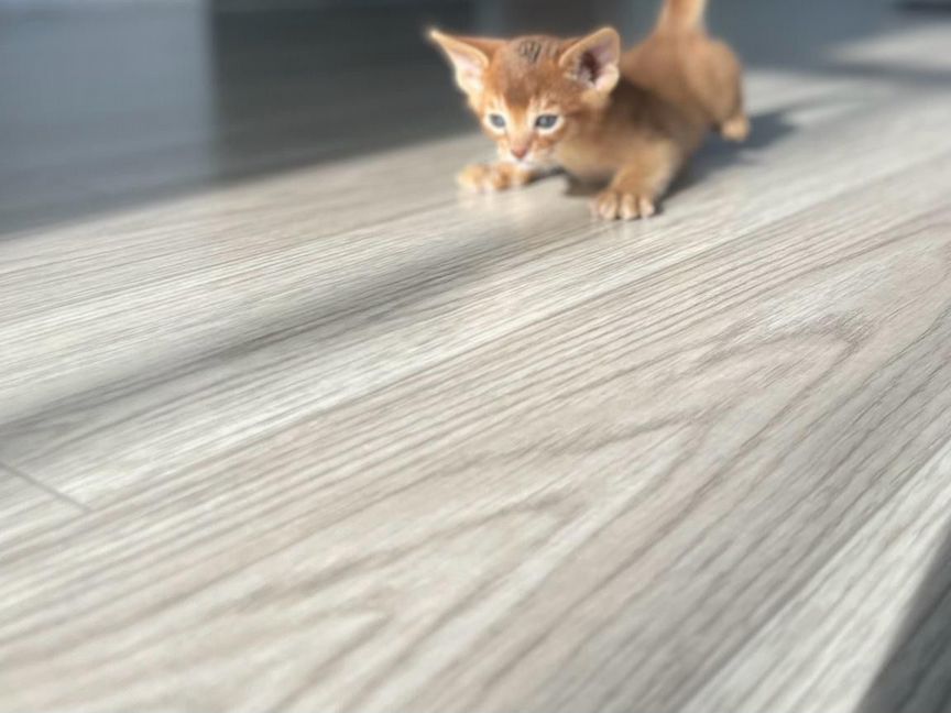 Абиссинская котики