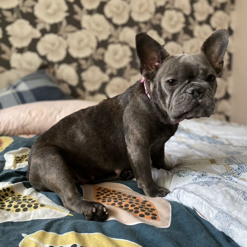Французский бульдог в добрые руки