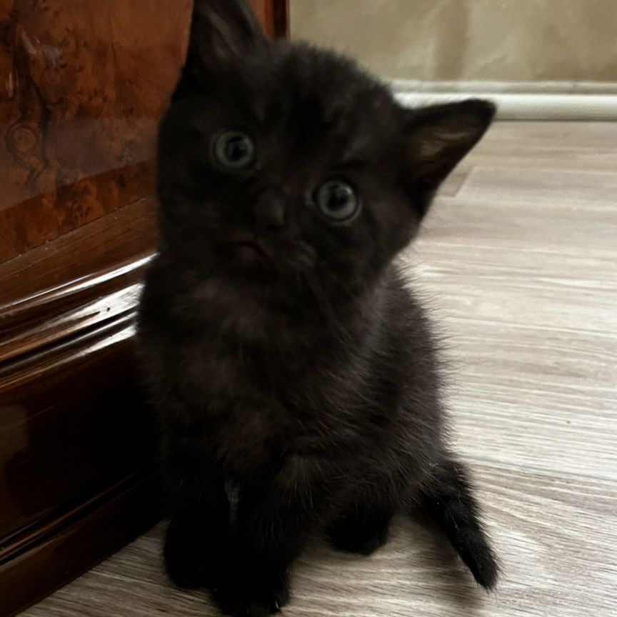 Котята