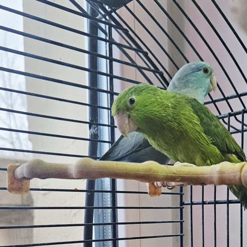 Воробьиный попугай (пара)