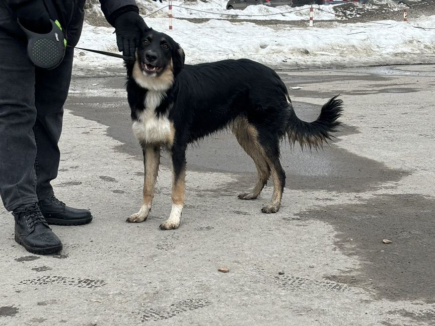 Щенок 9 месяцев