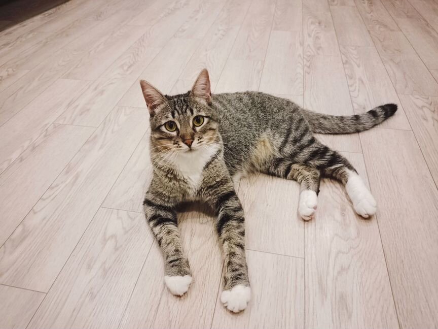 Кот в добрые руки