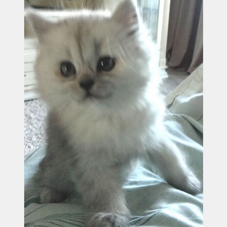 Перс классик