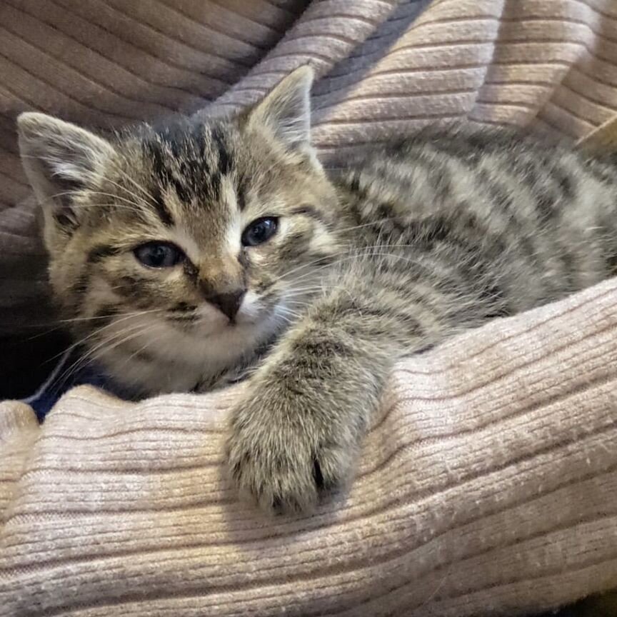 Котёнок в добрые руки