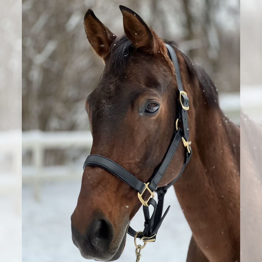 Кожаный недоуздок