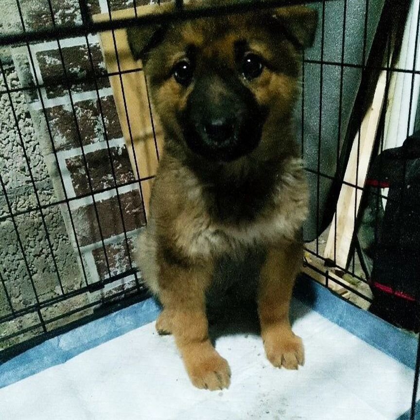 Щенки немецкой овчарки девочка бесплатно