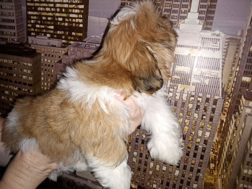Собака шит цу