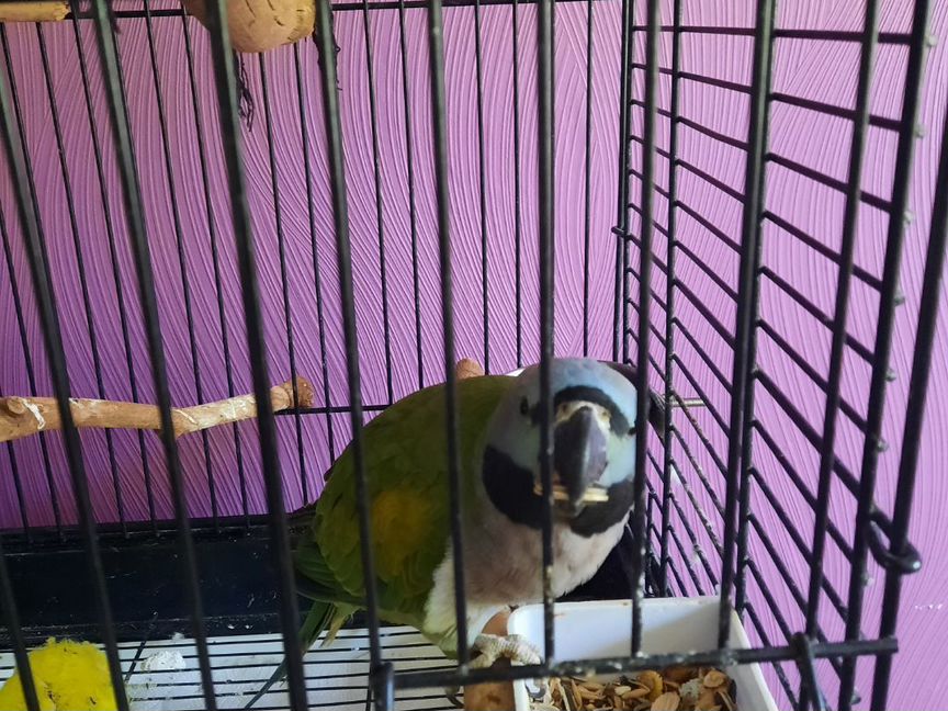 Говорящий попугай