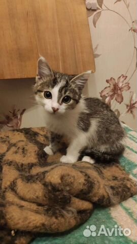 Котенок Веснушка в добрые руки