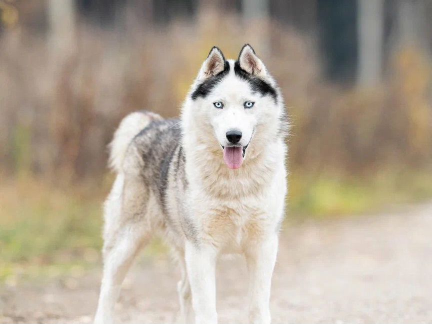 Сибирский хаски