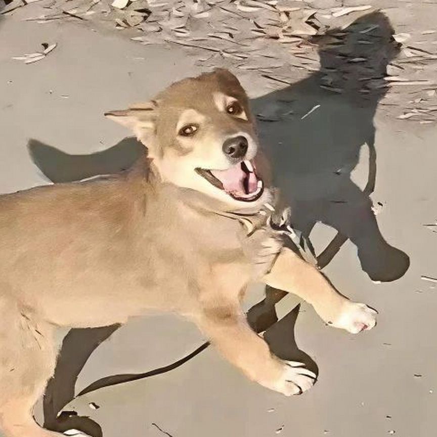 Щенок в добрые руки