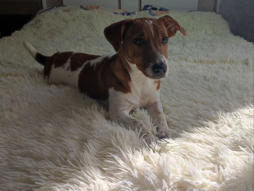 Щенки джек Рассел терьер с документами