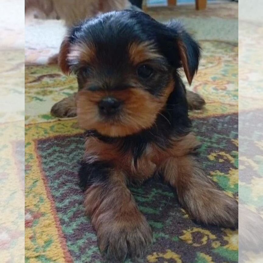 Йоркширский терьер, щенок