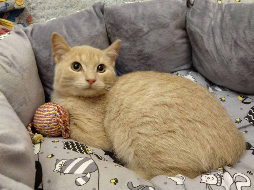 Персиковый малыш