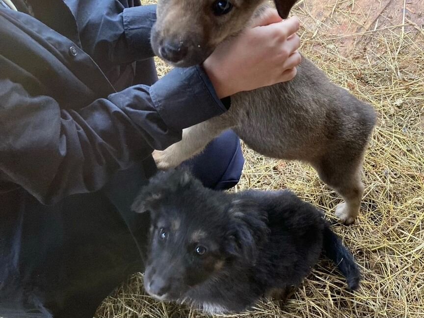 Щенки бесплатно