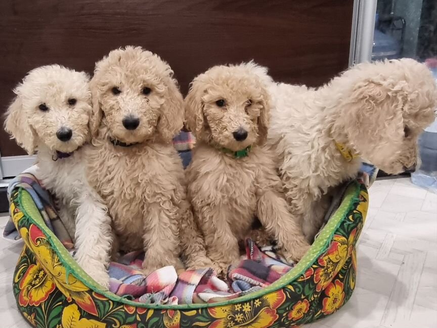 Королевский пудель
