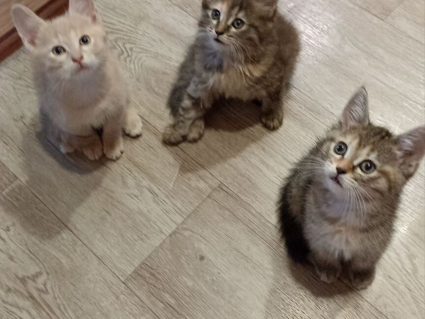 Кошка в дар