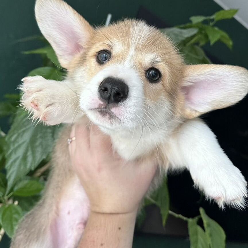 Вельш Корги Пемброк, щенок