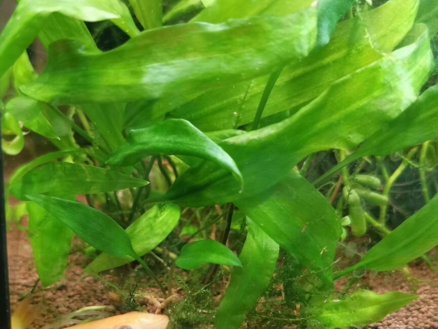 Аквариумные рыбки