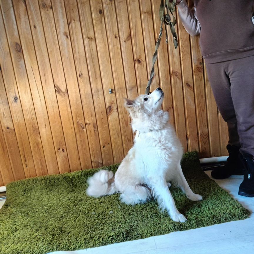 Небольшая собака