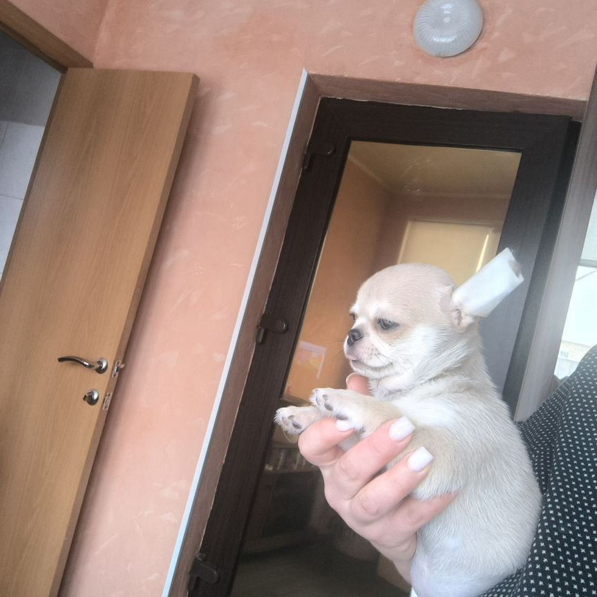 Чихуахуа, щенок