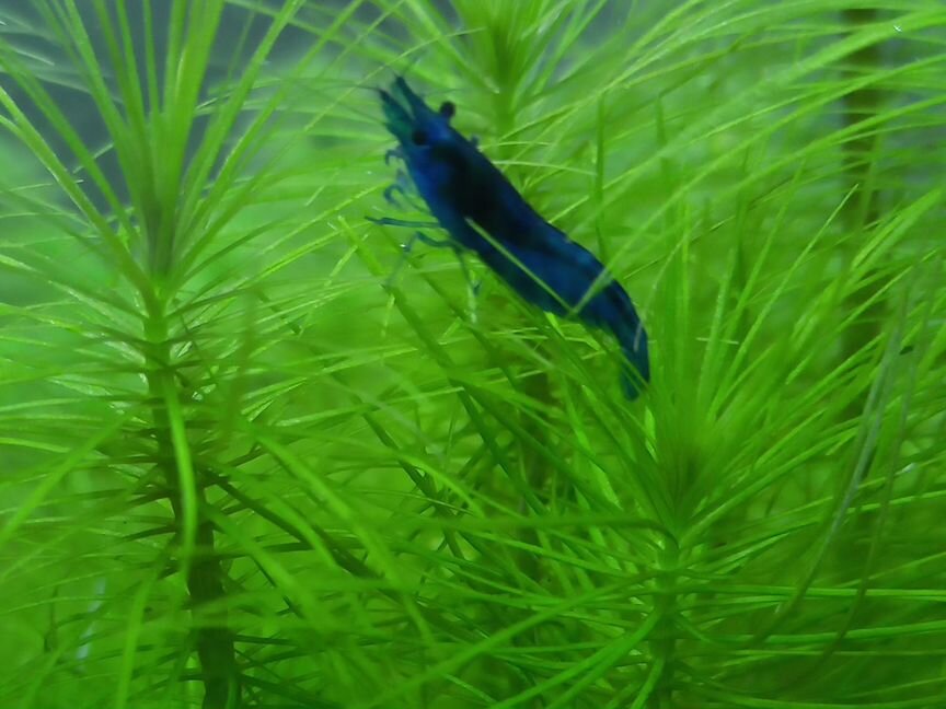 Креветки Блю Дрим