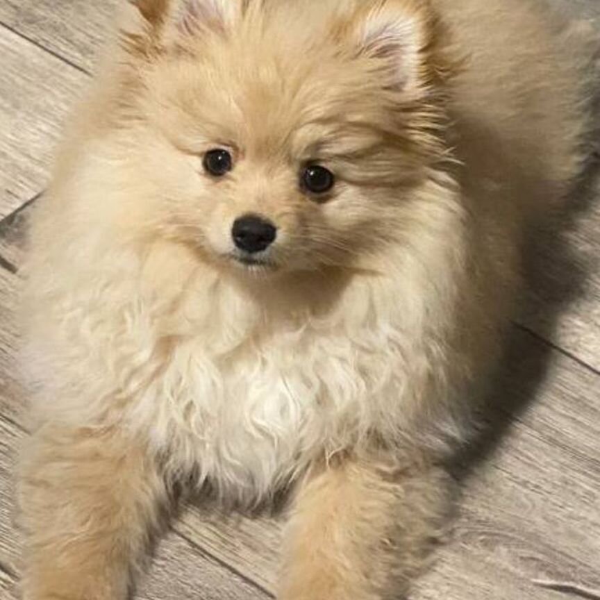 Собака померанский шпиц