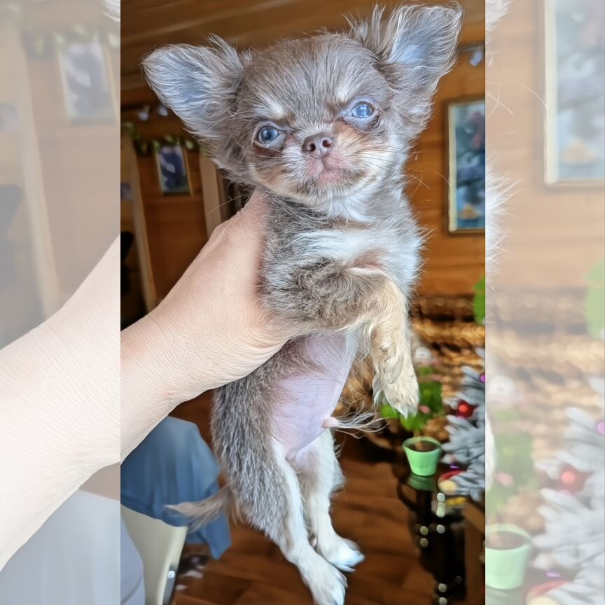 Чихуахуа, щенок