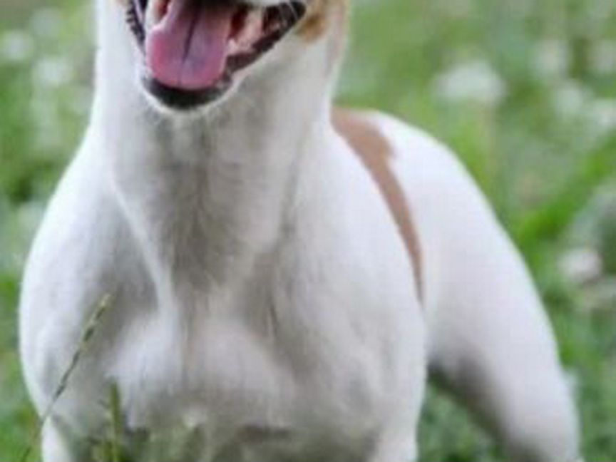 Джек Рассел терьер