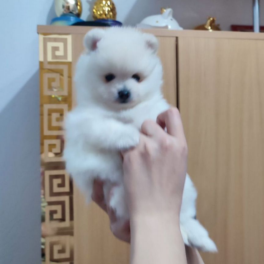 Померанский шпиц