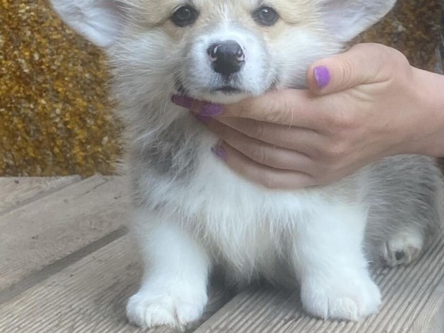 Рыжee счастье