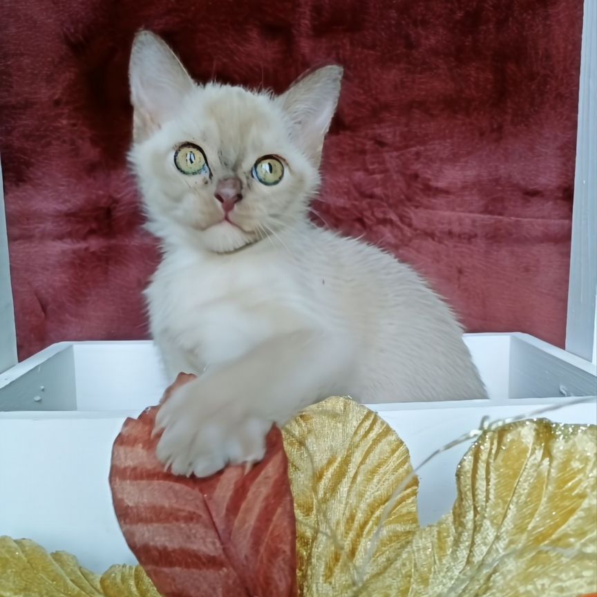 Европейский бурманский котёнок