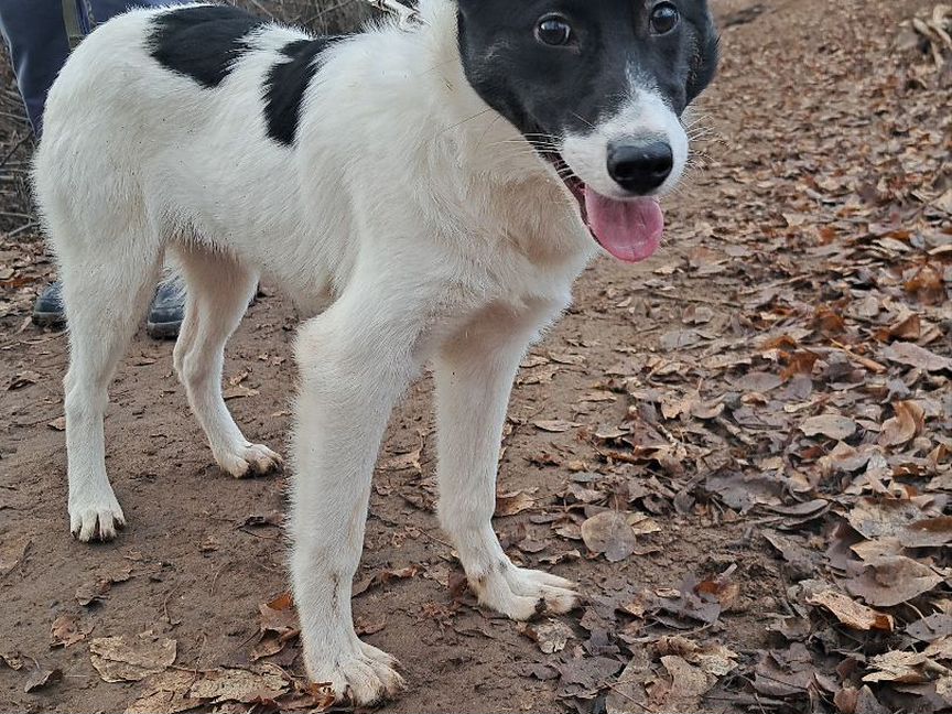 Щенок лаечного типа