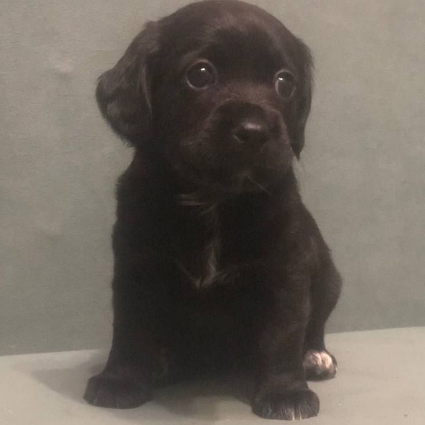 Щенок в добрые руки