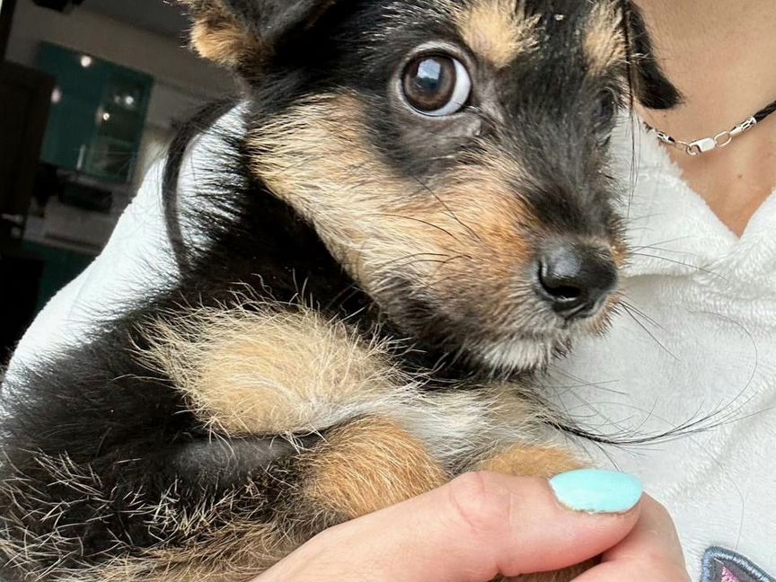 Крохотный щенок мальчик ищет дом