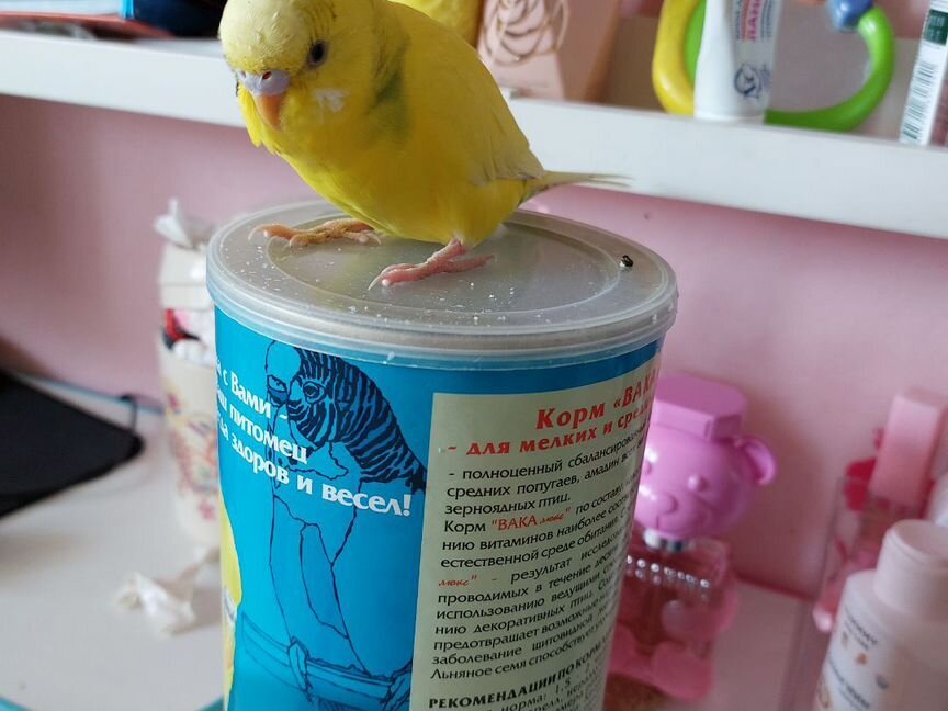 Нашли волнистого попугая