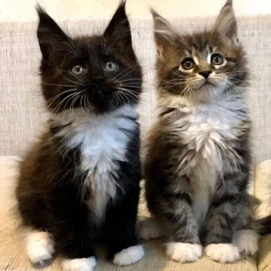 Норвежские лесные котята